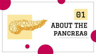 The Pancreas- General overview of the Pancreas | PPT
