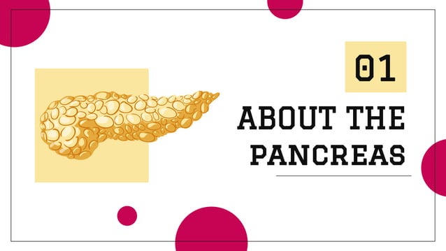 The Pancreas- General overview of the Pancreas | PPT
