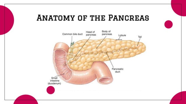 The Pancreas- General overview of the Pancreas | PPT