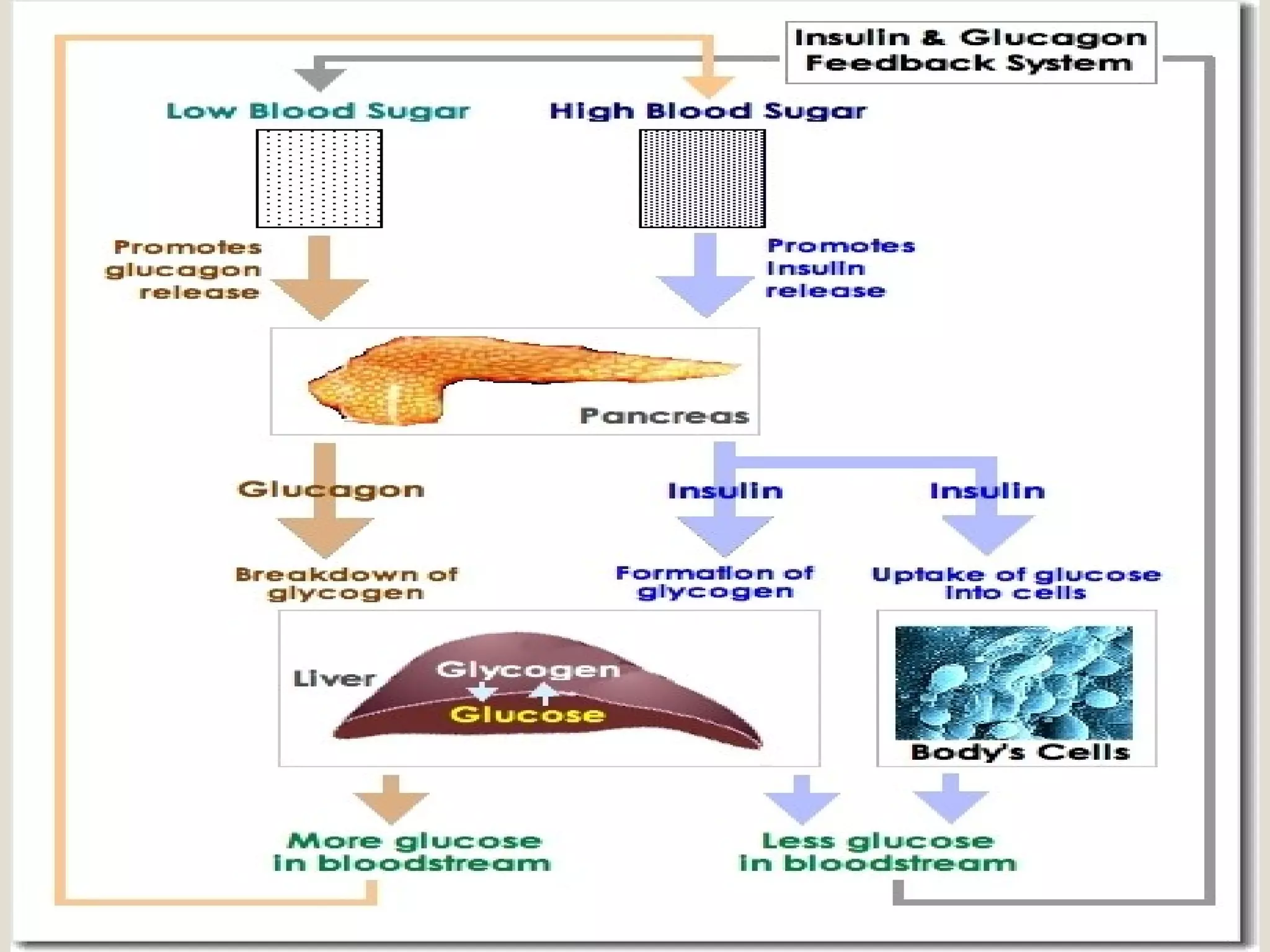 The pancreas and glucose homeostasis l4 | PPT