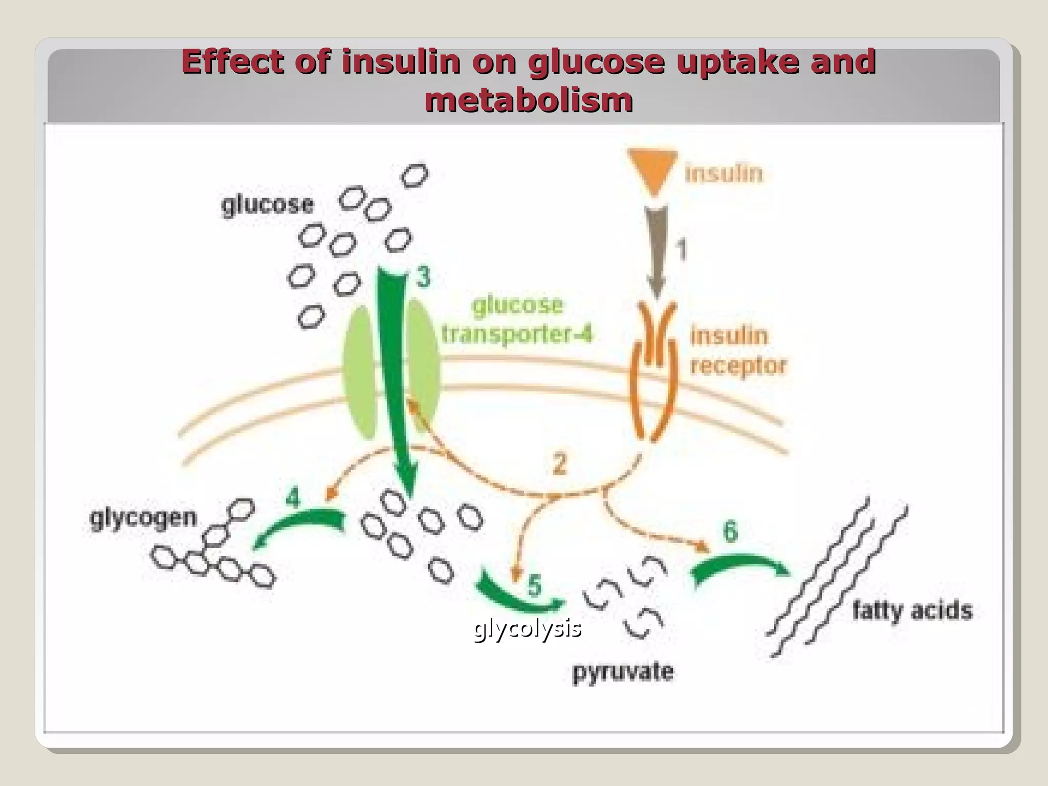 The pancreas and glucose homeostasis l4 | PPT