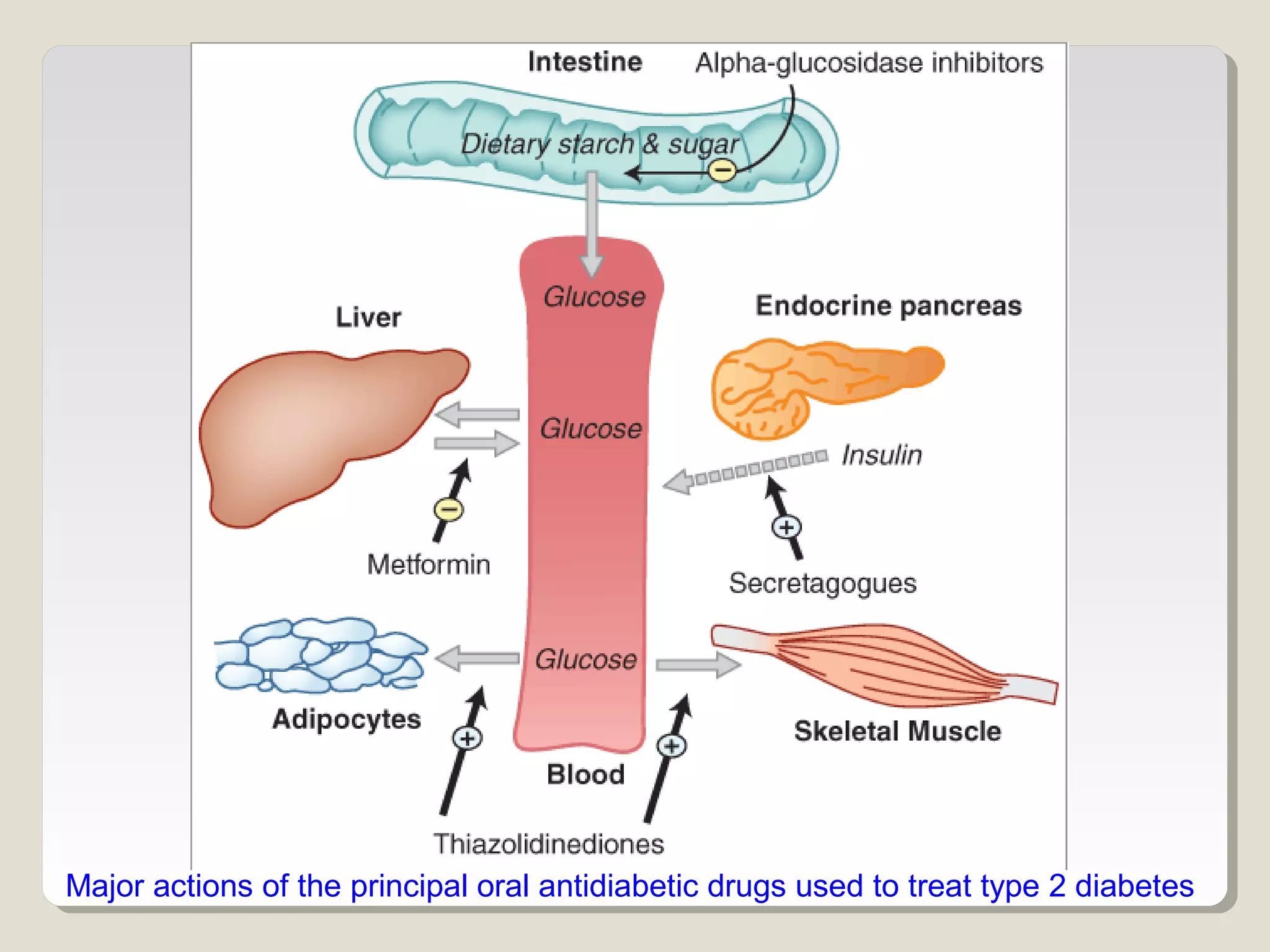 The pancreas and glucose homeostasis l4 | PPT