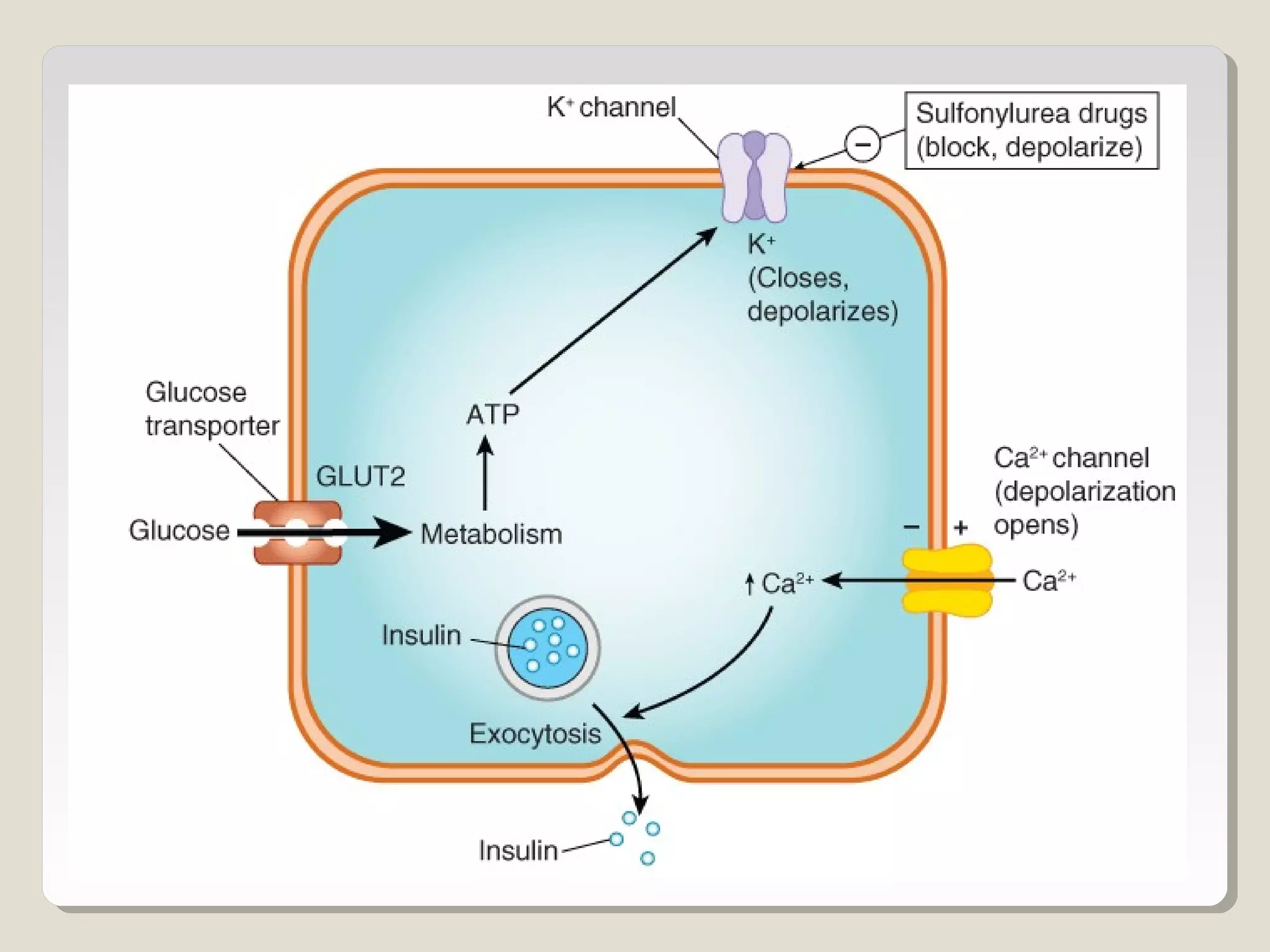 The pancreas and glucose homeostasis l4 | PPT