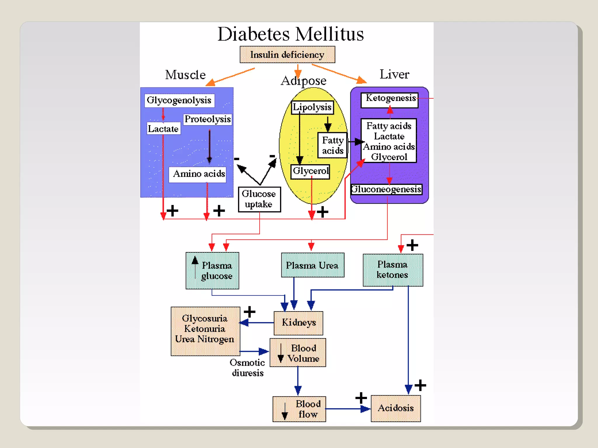 The pancreas and glucose homeostasis l4 | PPT
