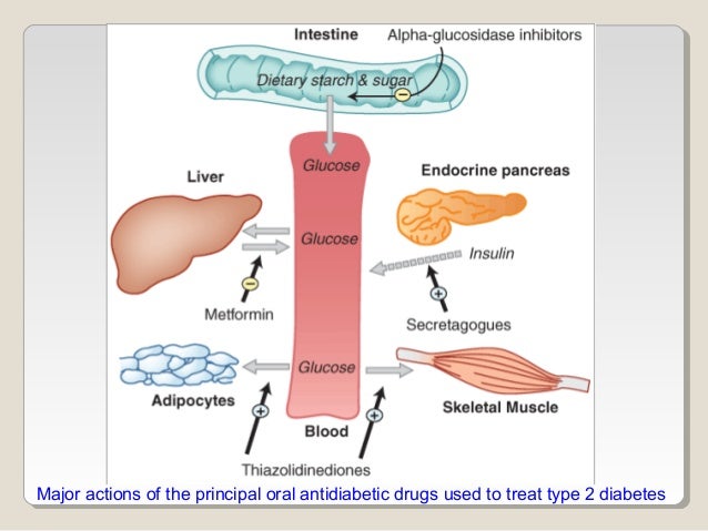 The pancreas and glucose homeostasis l4