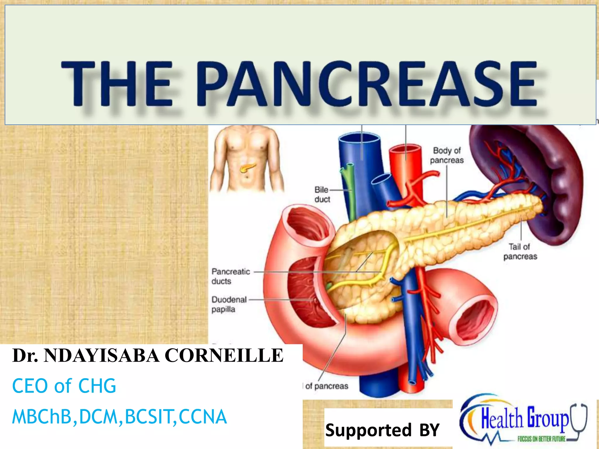 The pancrease.pptx