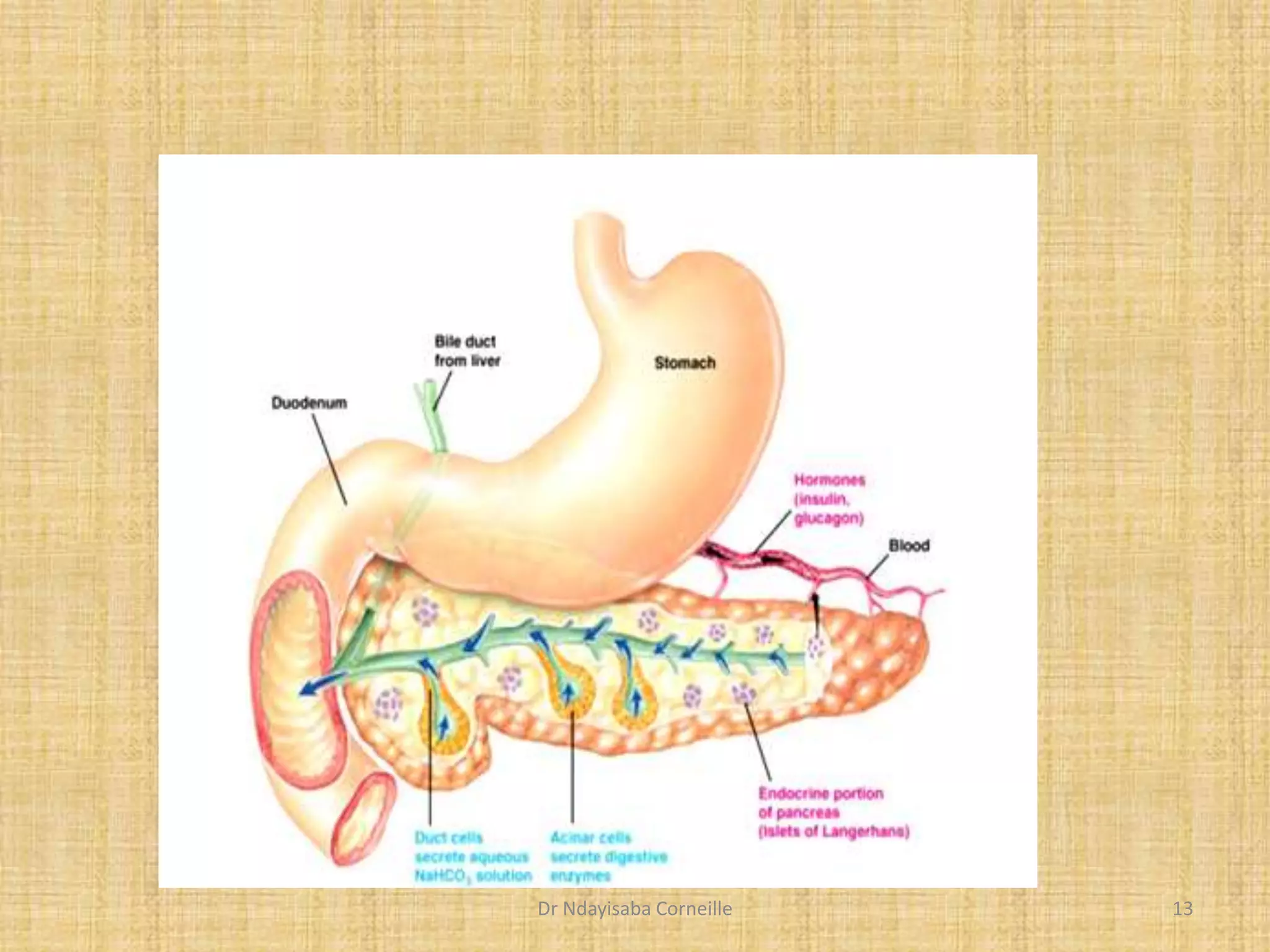 The pancrease.pptx