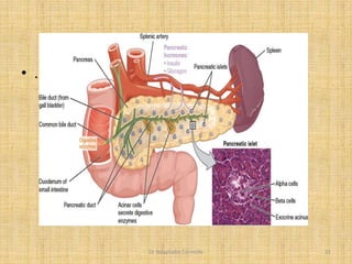 The pancrease.pptx