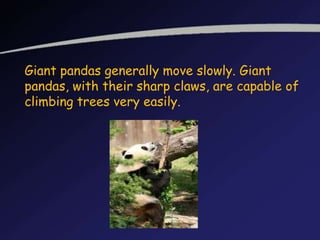 The panda bear | PPT