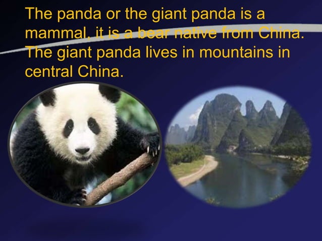 The panda bear | PPT