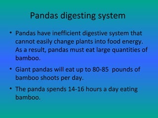 Chinese pandas 熊猫 | PPT