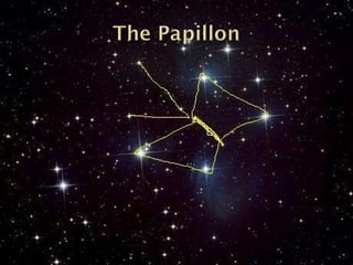 The Papillon (Butterfly) | PPT