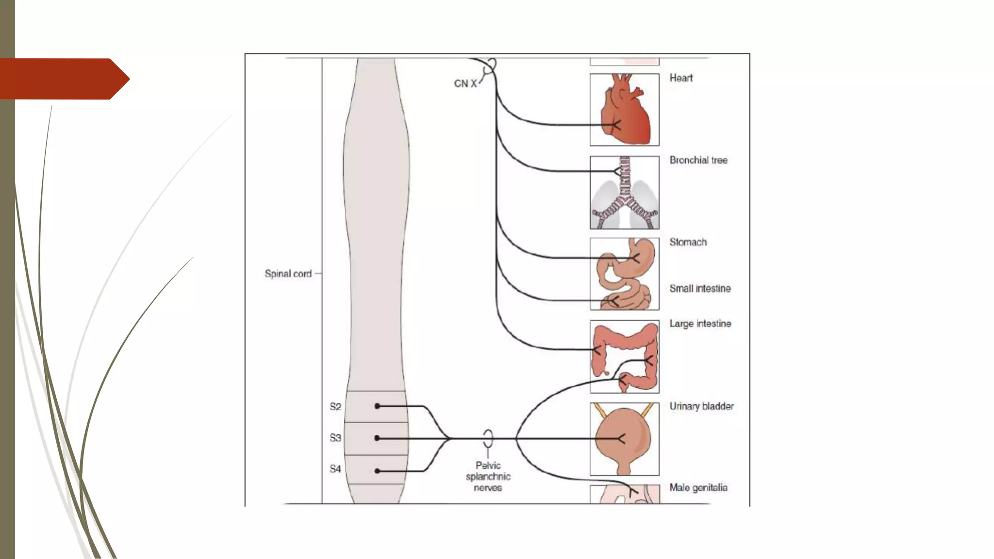 The parasympathetic nervous system.pptx
