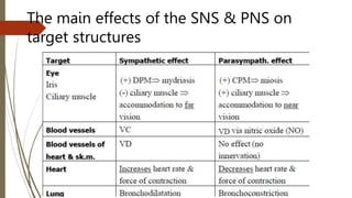 The parasympathetic nervous system.pptx