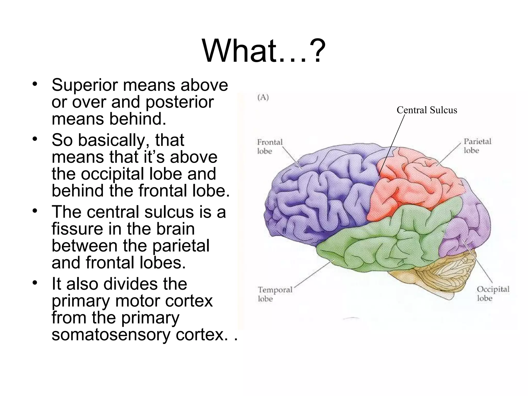 The Parietal Lobe | PPT | Brain and Nervous System Disorders | Diseases and Conditions