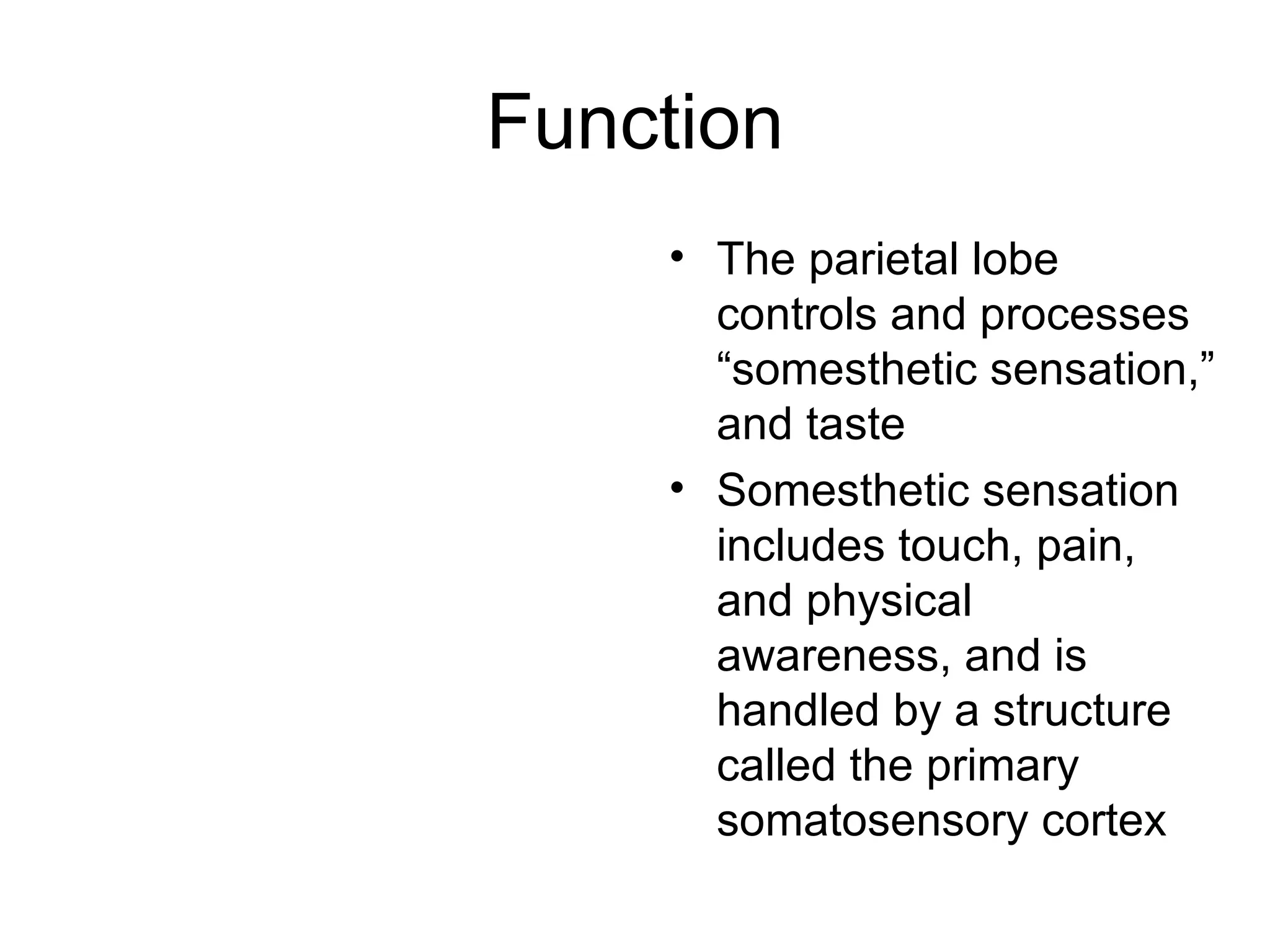 The Parietal Lobe | PPT