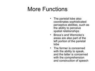 The Parietal Lobe | PPT | Brain and Nervous System Disorders | Diseases ...
