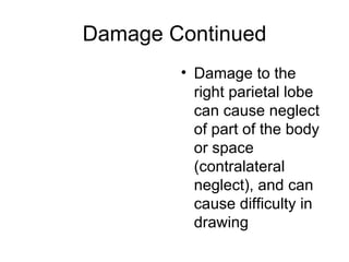 The Parietal Lobe | PPT | Brain and Nervous System Disorders | Diseases ...