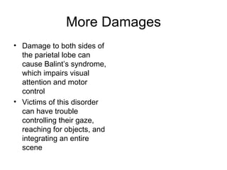 The Parietal Lobe | PPT | Brain and Nervous System Disorders | Diseases ...
