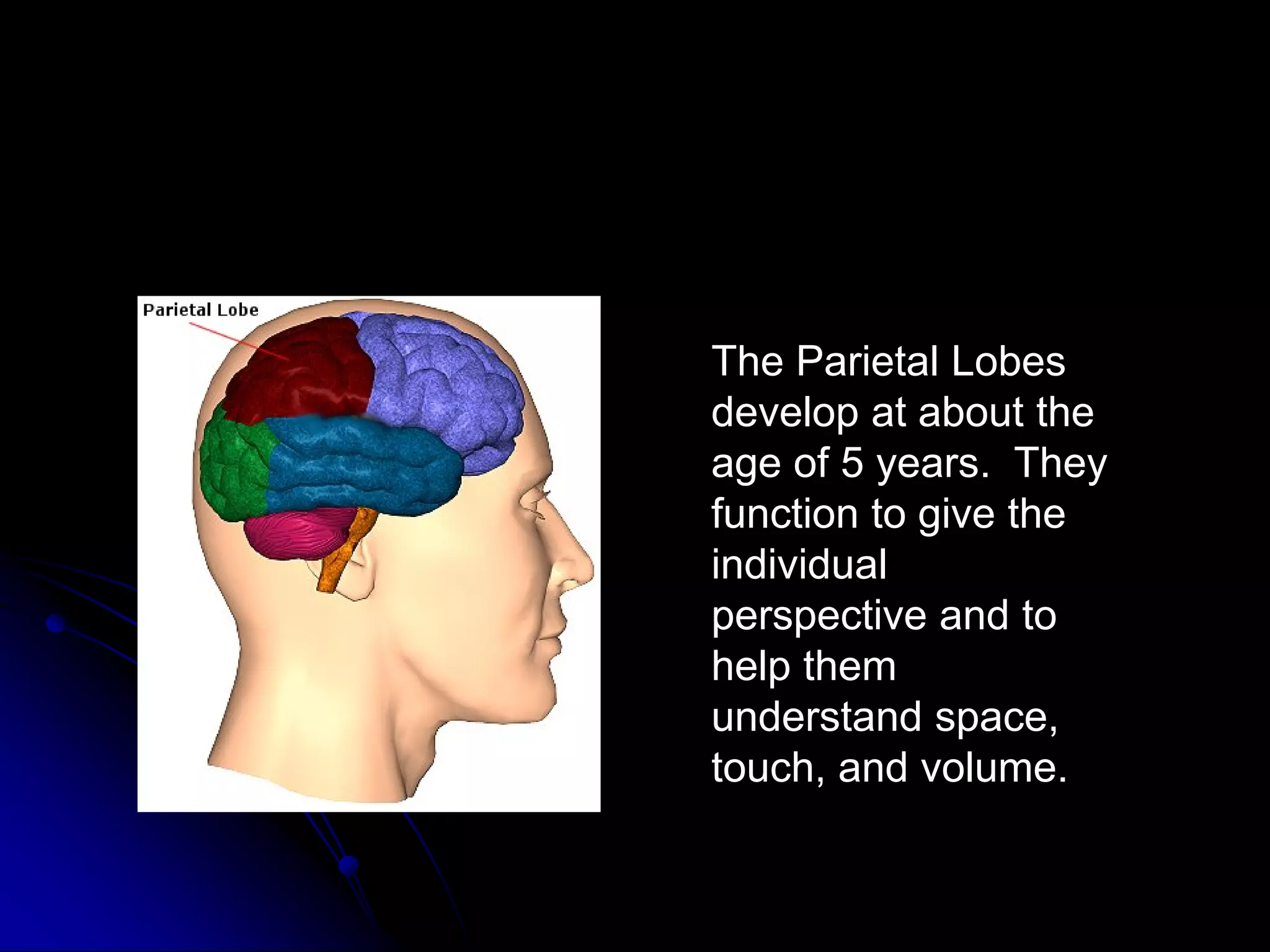The_Parietal_Lobes.pdf
