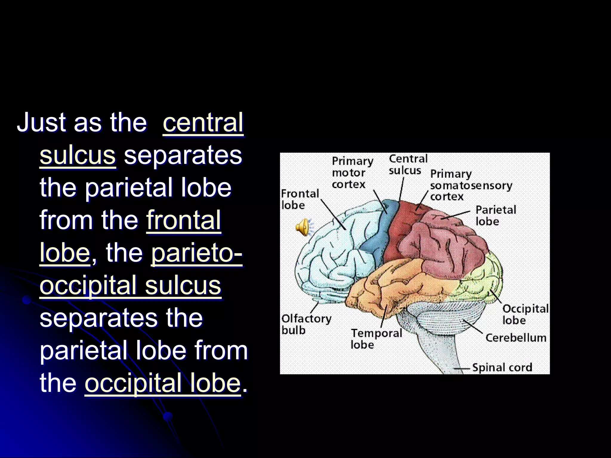 The_Parietal_Lobes.pdf