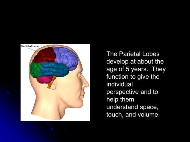 The_Parietal_Lobes.pdf