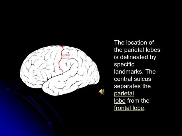 The_Parietal_Lobes.pdf
