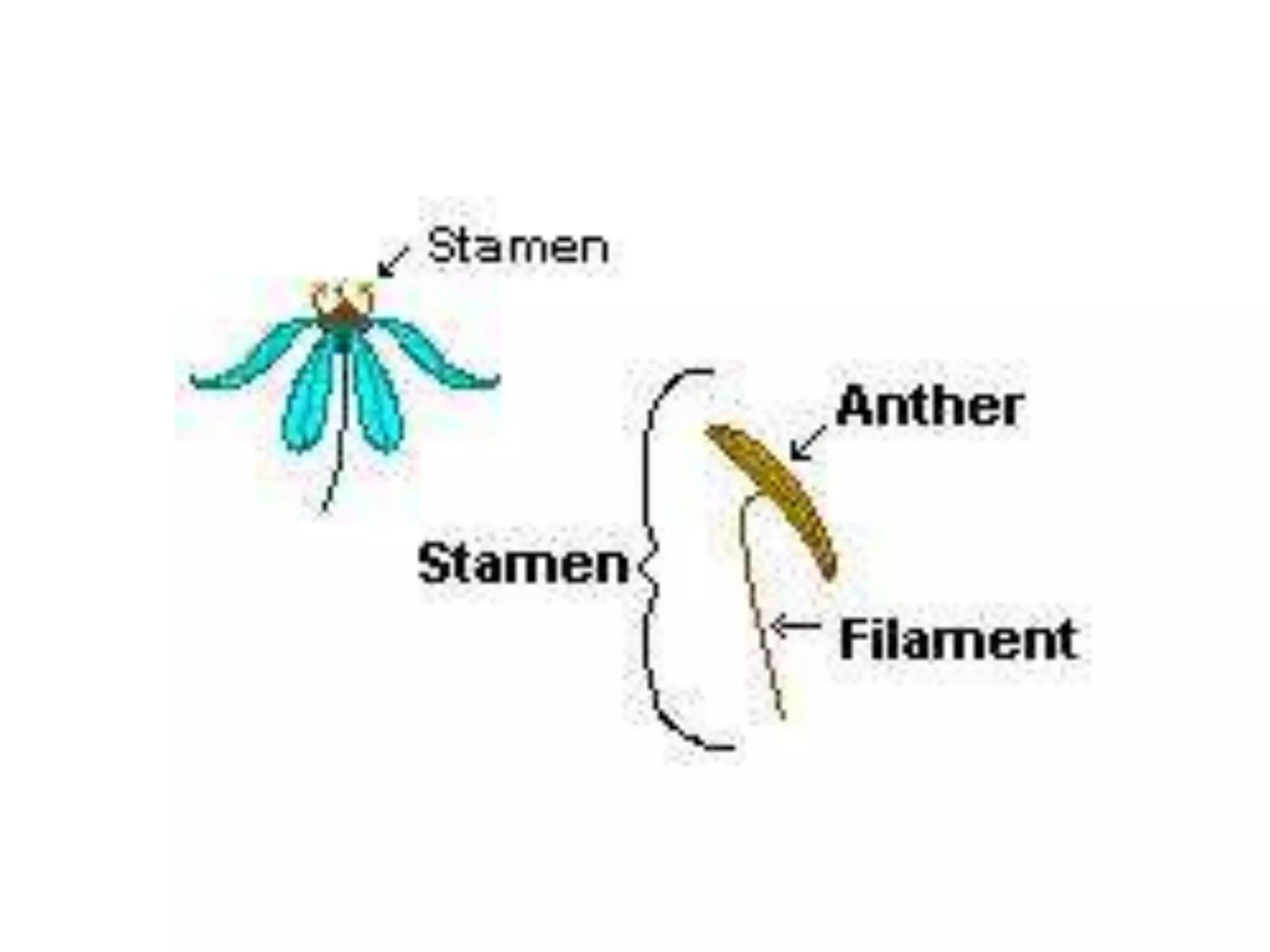The parts of a plant and their functions | PPTX