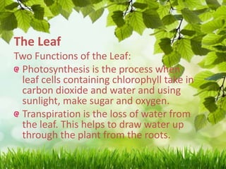 The parts of a plant and their functions | PPTX