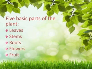 The parts of a plant and their functions | PPTX | Gardening | Home & Garden