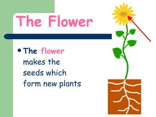 The parts of a seed | PPT