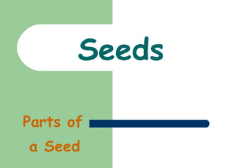 The parts of a seed | PPT