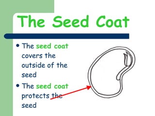 The parts of a seed | PPT