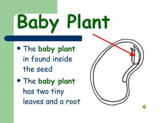 The parts of a seed | PPT