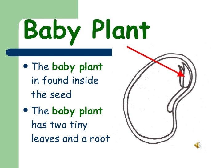 Parts Of A Seed Diagram