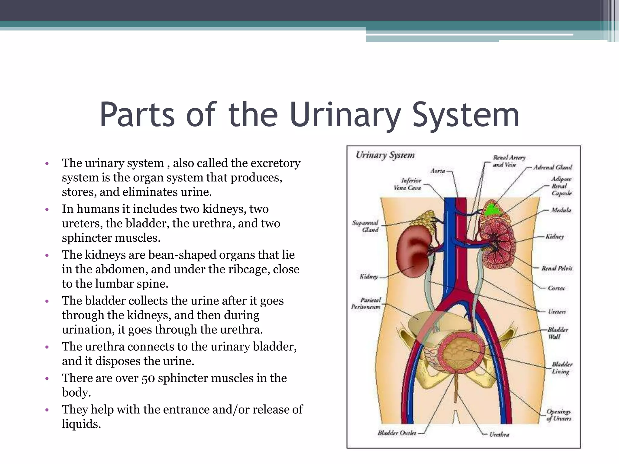 The parts of each system in the human body | PPTX