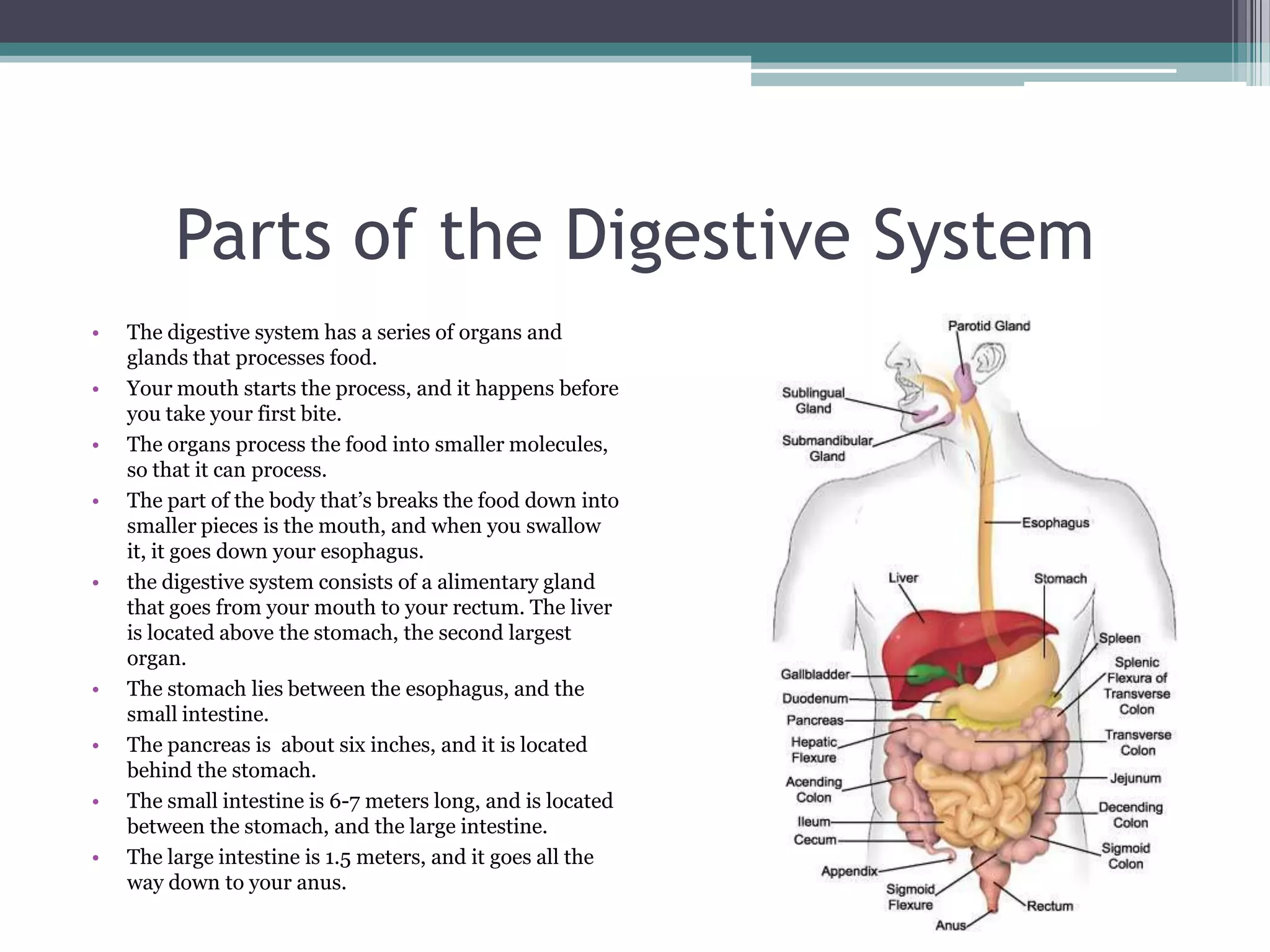 The parts of each system in the human body | PPTX