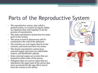 The parts of each system in the human body | PPTX | Endocrine and ...