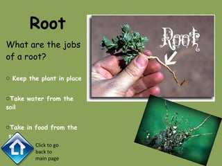 The Parts Of Plants | PPT