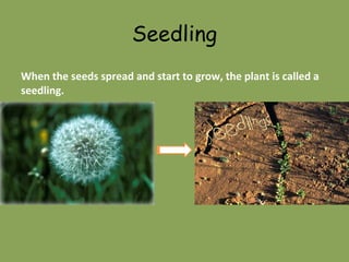 The Parts Of Plants | PPT