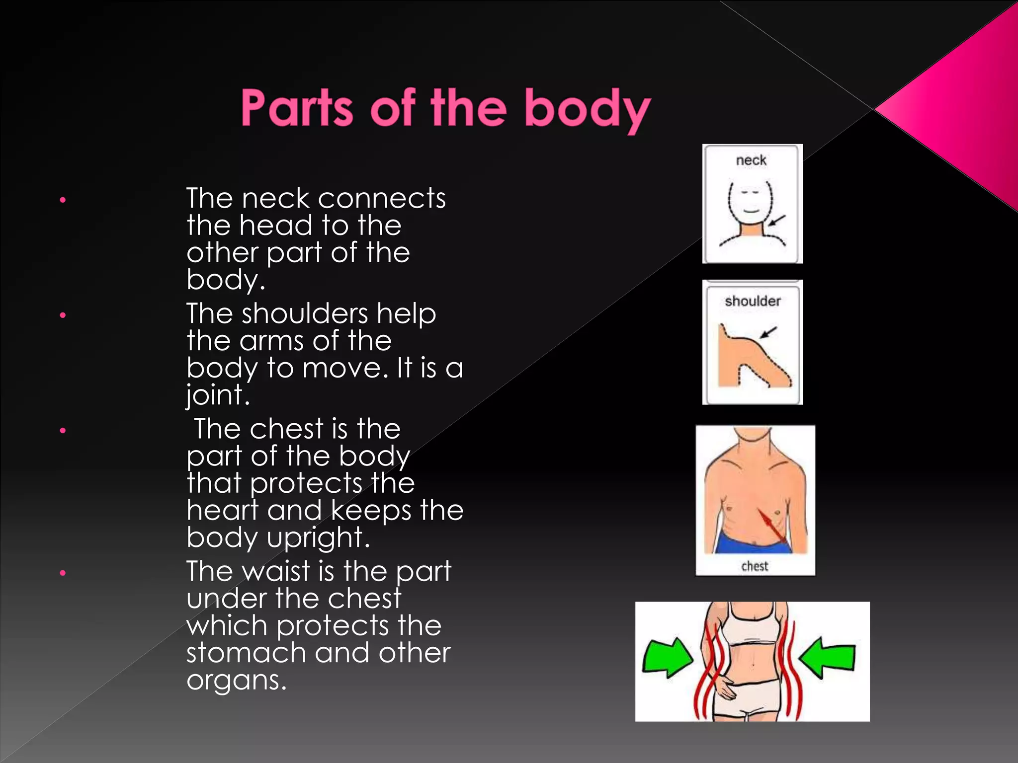 The parts of the body | PPTX