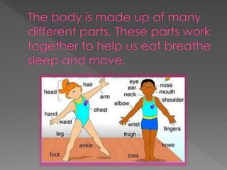 The parts of the body | PPTX