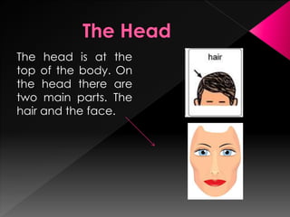 The parts of the body | PPTX