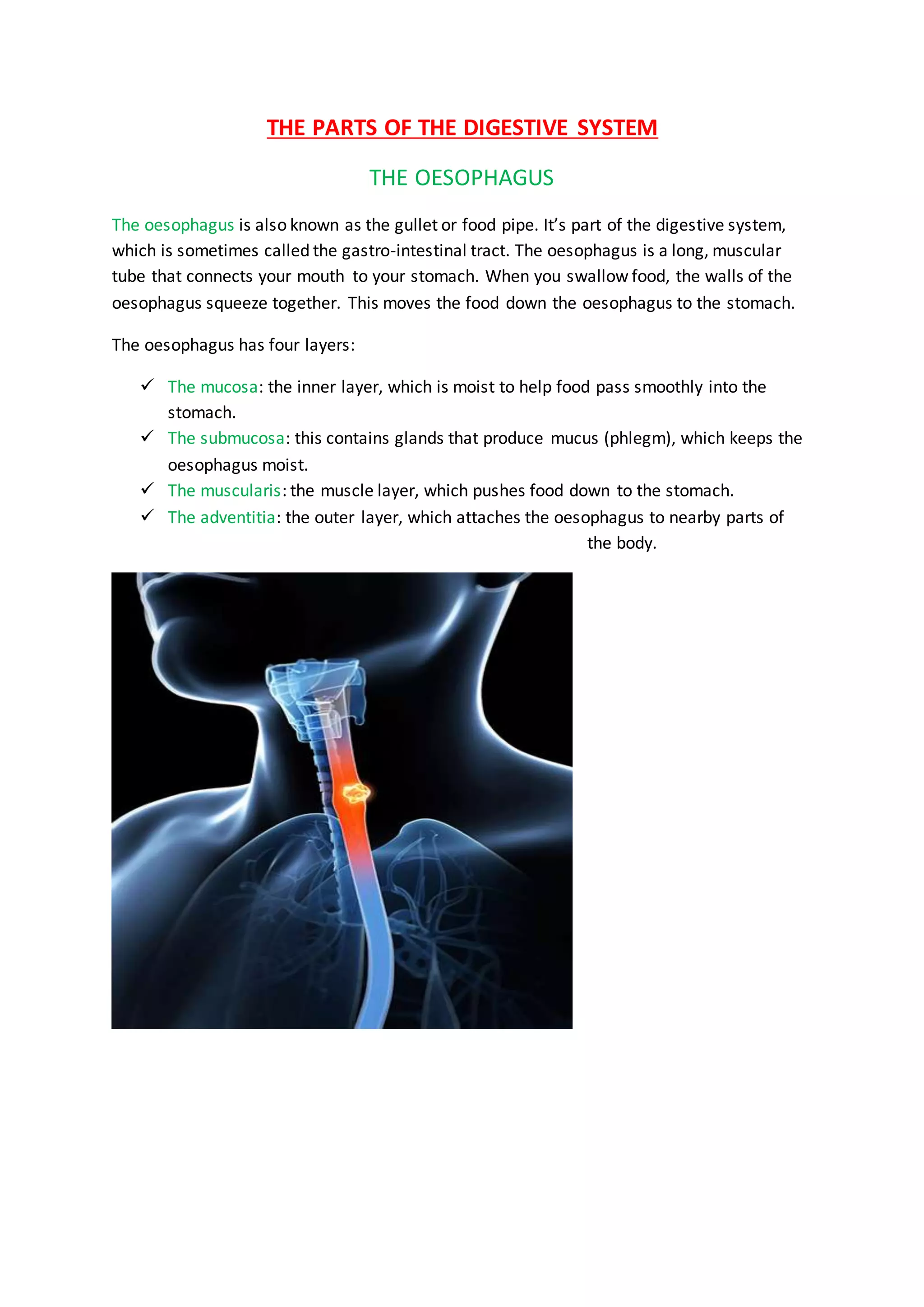 parts of the digestive system | DOCX