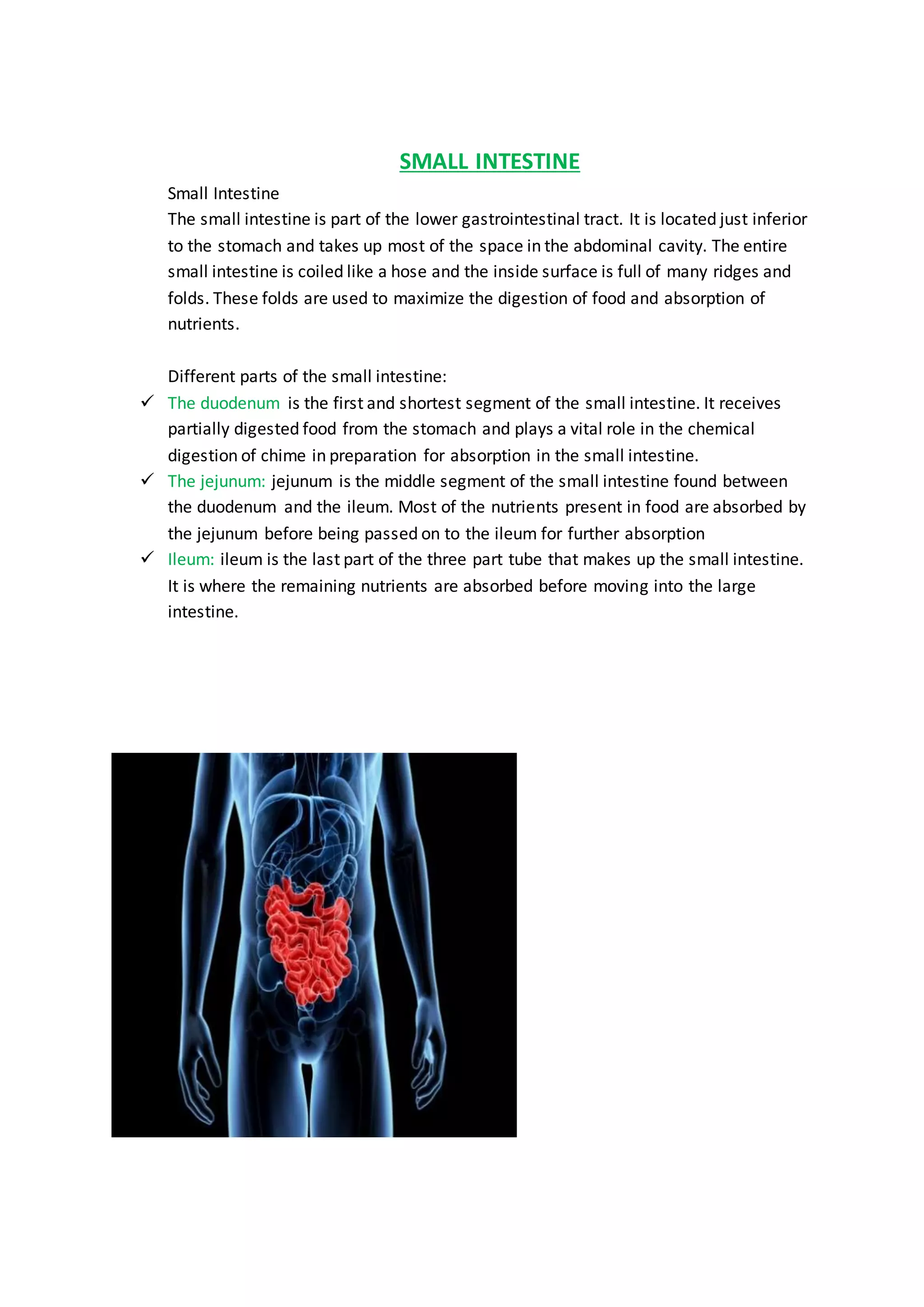 parts of the digestive system | DOCX