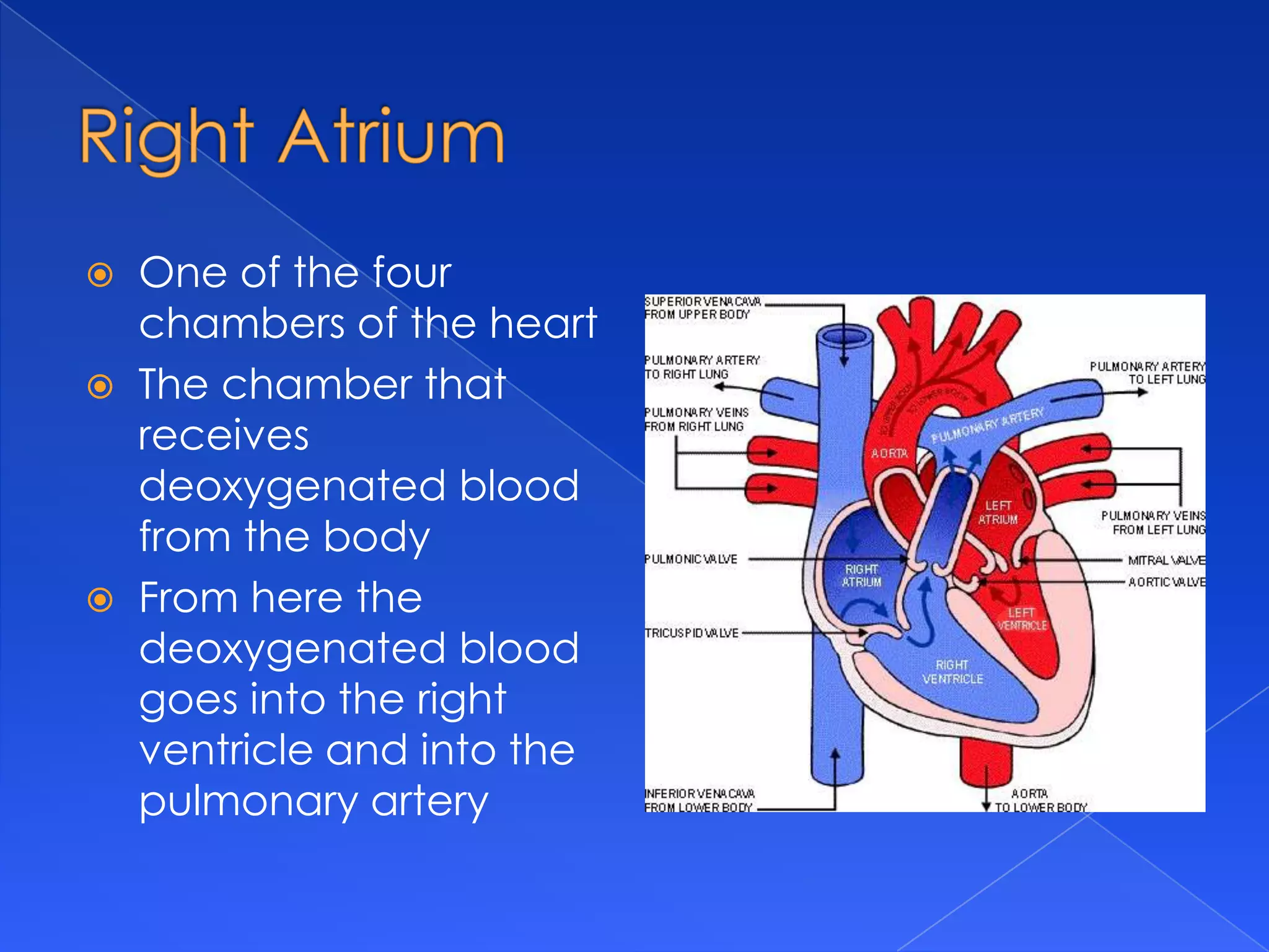 The Parts of the Heart | PPTX