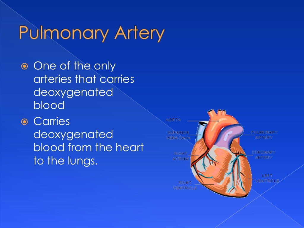 The Parts Of The Heart the-parts-of-the-heart