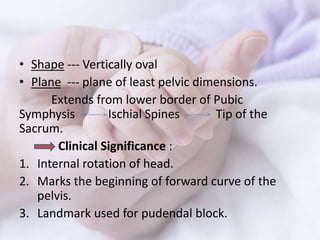 The Passage – Maternal Pelvis | PPTX