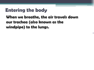 The Respiratory System (with animations) | PPTX