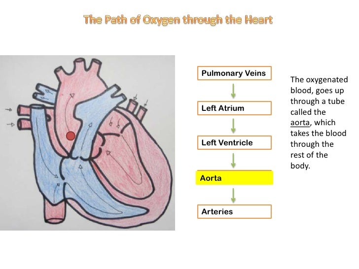 The path of oxygen through heart circulatory system
